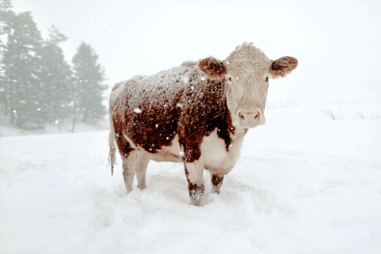 Are Your Customers Just Cash Cows, or Do They Really Count? - Cryo Infinity